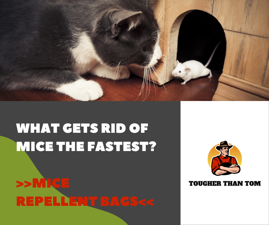 What Gets Rid of Mice the Fastest? – Tougher Than Tom