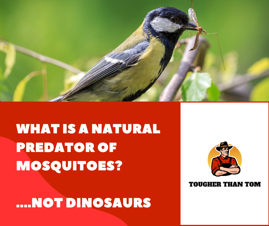 What Is a Natural Predator of Mosquitoes? - Tougher Than Tom